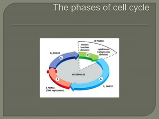 Cell cycle and its regulation | PPTX