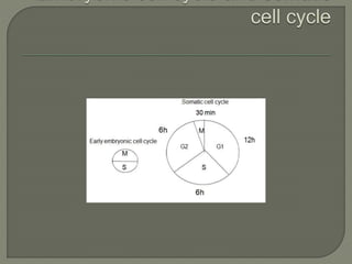Cell cycle and its regulation | PPTX