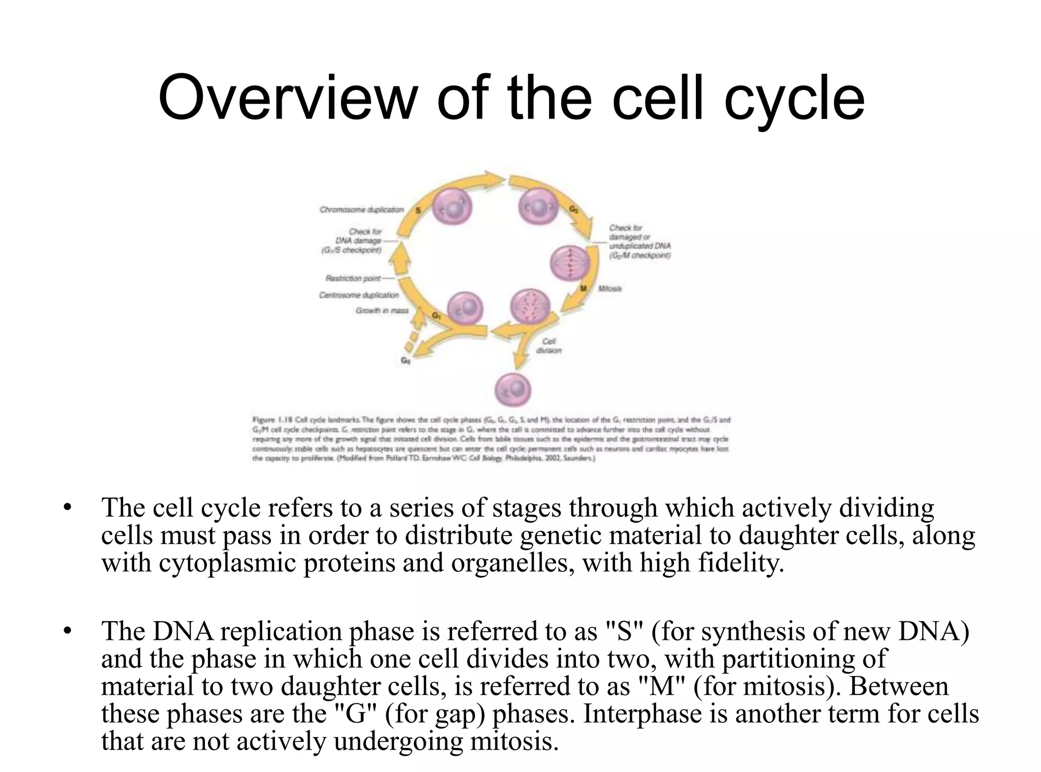 Cell cycle and its regulation | PPTX