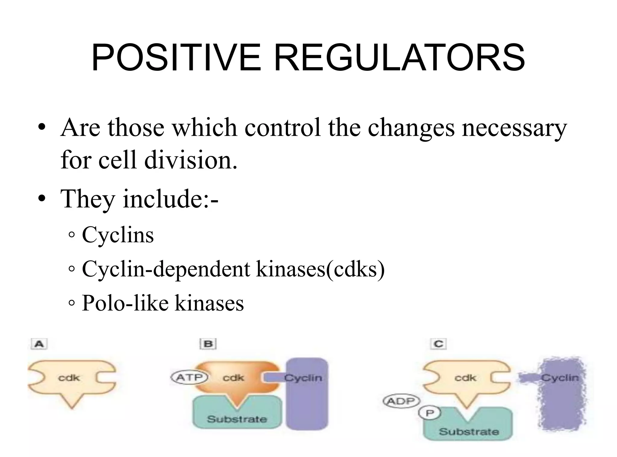 Cell cycle and its regulation | PPTX