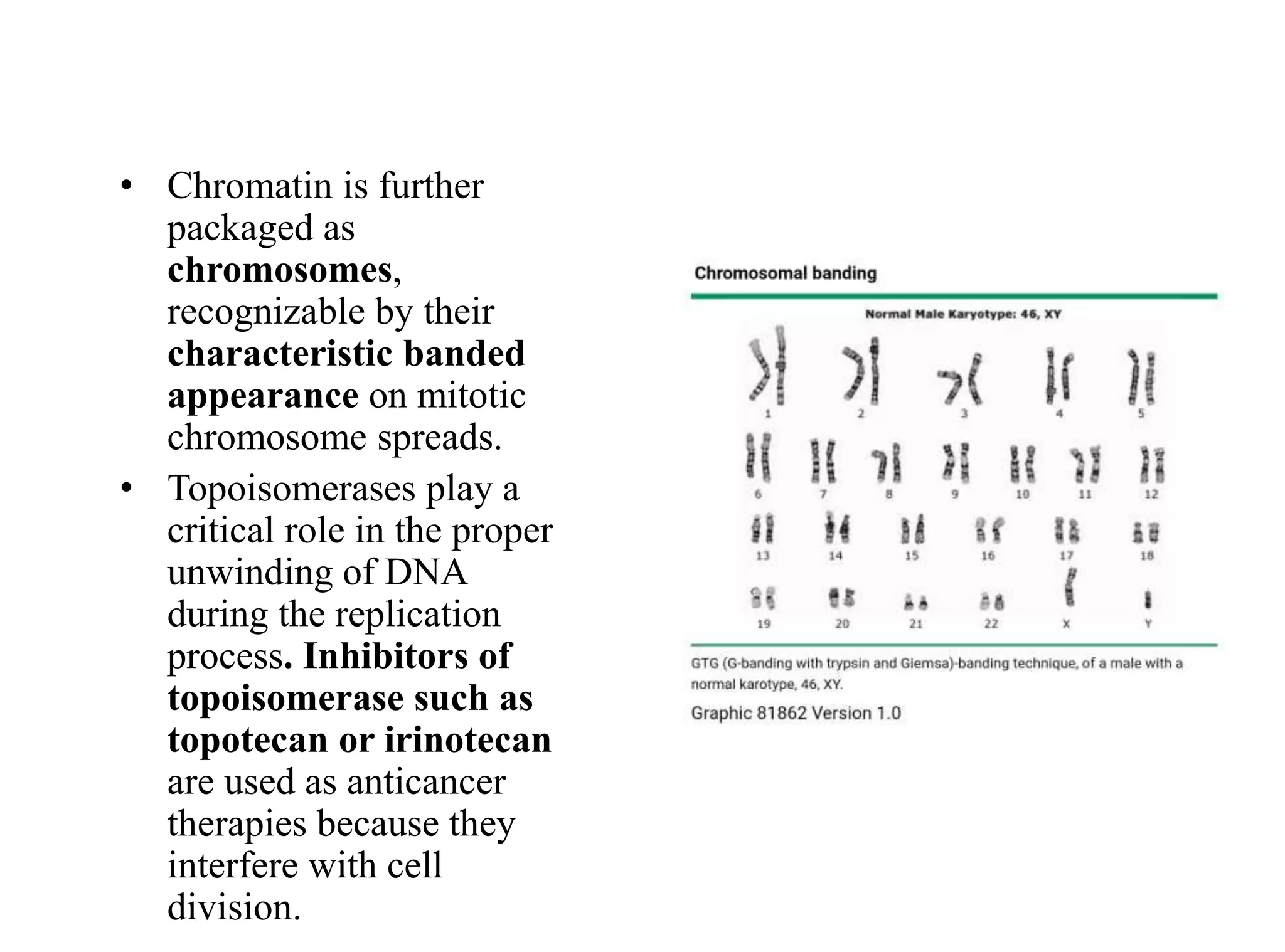 Cell cycle and its regulation | PPTX