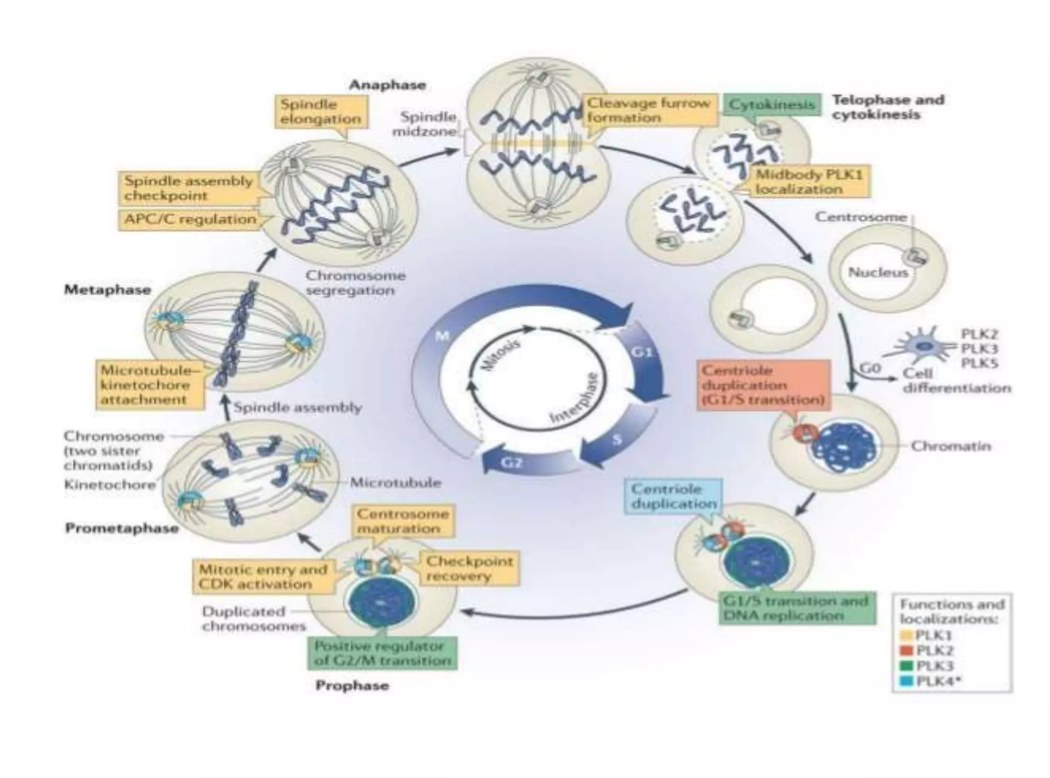 Cell cycle and its regulation | PPTX
