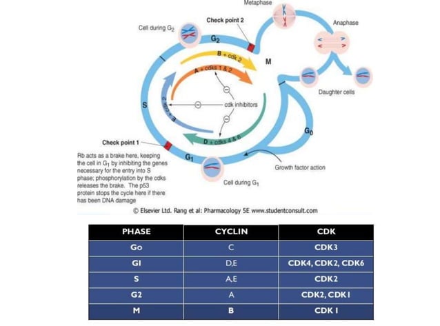 Cell cycle and its regulation | PPTX | Biological Sciences | Science