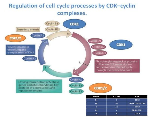 Cell cycle and its regulation | PPTX | Biological Sciences | Science