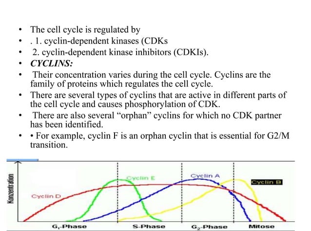 Cell cycle and its regulation | PPTX | Biological Sciences | Science