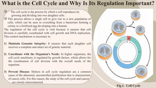 CELL CYCLE AND ITS REGULATION Advance pharmacology.pptx