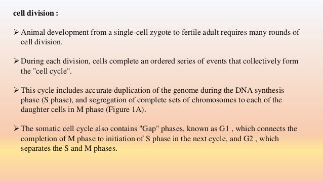 cellcycleanditsregulation11.pptx