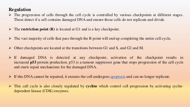 cellcycleanditsregulation11.pptx