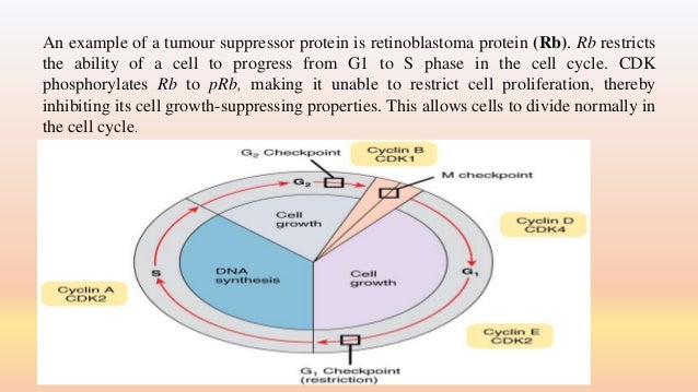cellcycleanditsregulation11.pptx