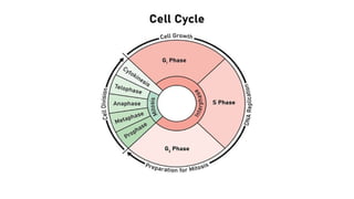 Cell Cycle and Its Regulation modified.pptx