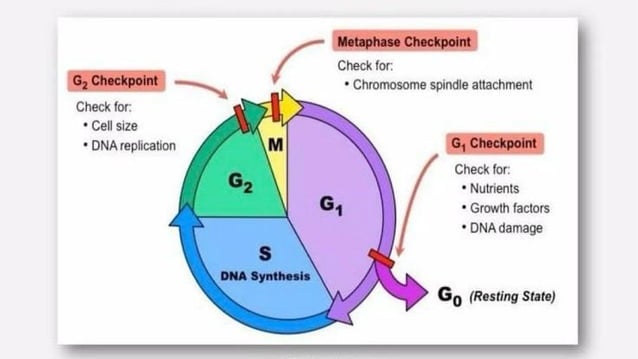 Cell Cycle and Its Regulation modified.pptx