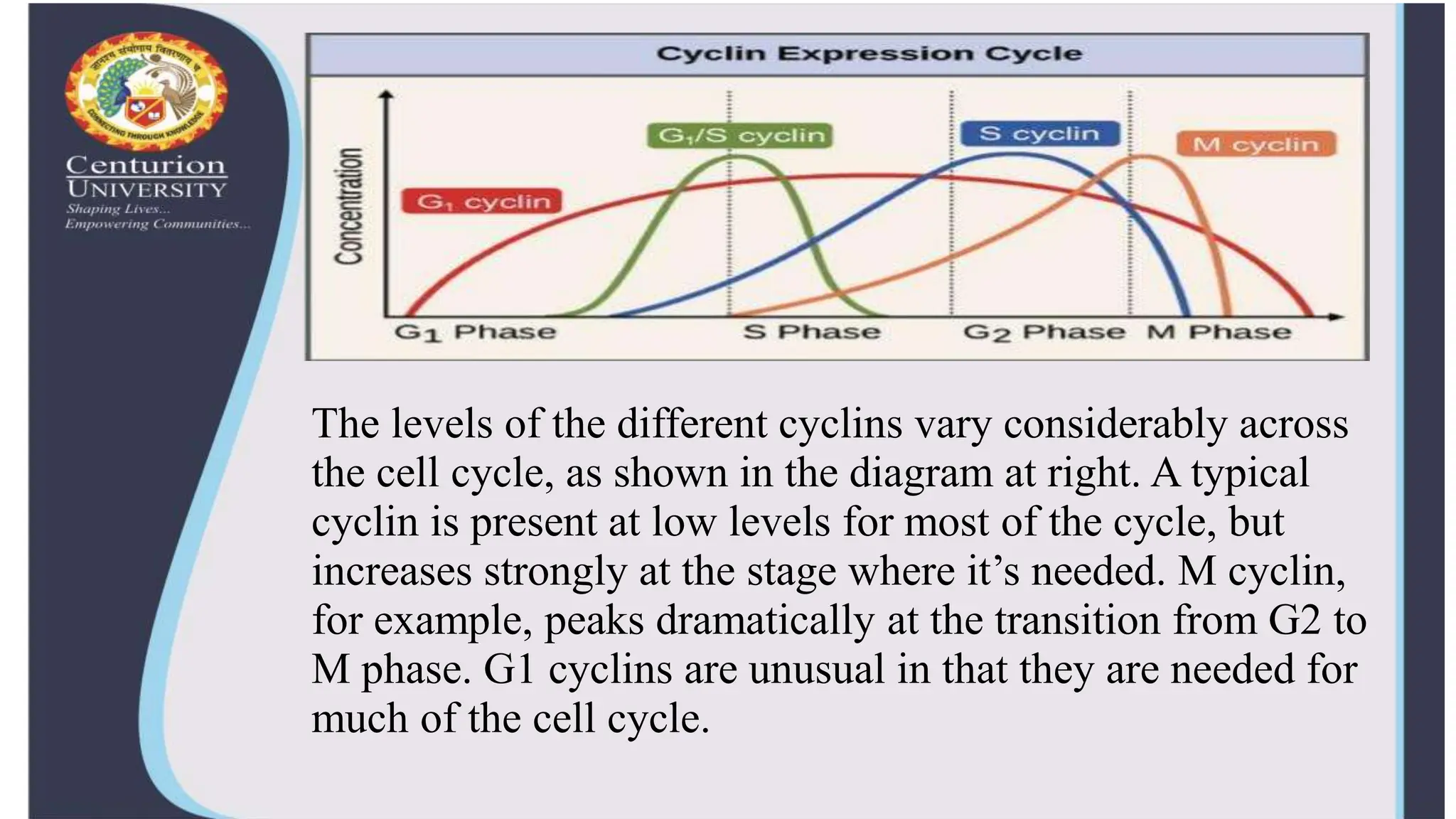 Cell cycle checkpoints and it's regulations | PPTX