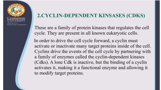 Cell cycle checkpoints and it's regulations | PPTX