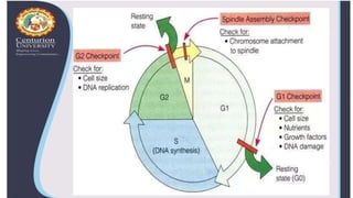 Cell cycle checkpoints and it's regulations | PPTX