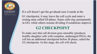 Cell cycle checkpoints and it's regulations | PPTX