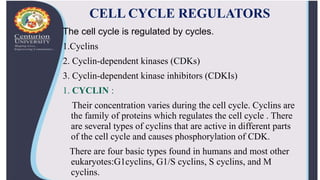 Cell cycle checkpoints and it's regulations | PPTX