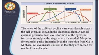 Cell cycle checkpoints and it's regulations | PPTX