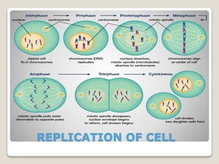 Cell cycle and its regulation | PPTX