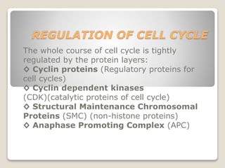 Cell cycle and its regulation | PPTX
