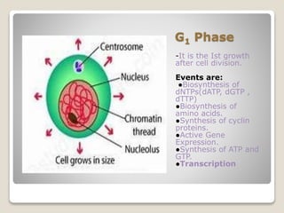 Cell cycle and its regulation | PPTX