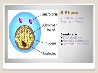 Cell cycle and its regulation | PPTX