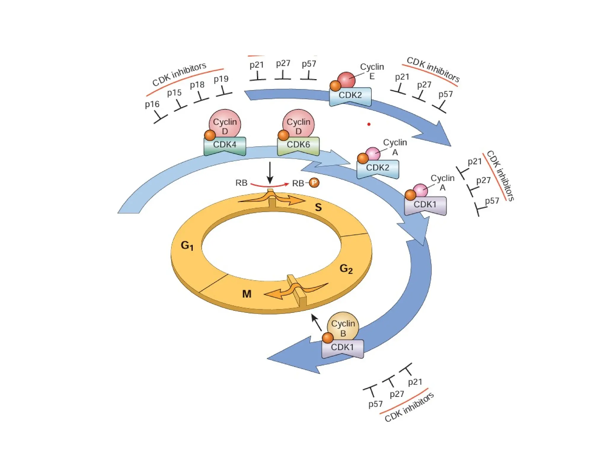 CELL CYCLE AND ITS ROLE IN REPAIrrR.pptx