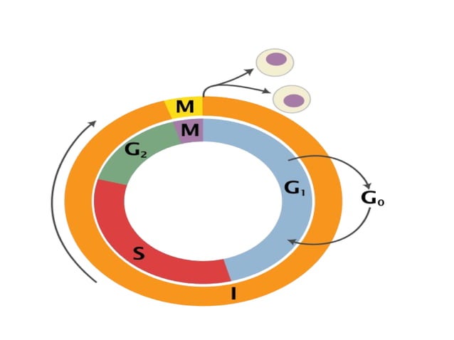 CELL CYCLE AND ITS ROLE IN REPAIrrR.pptx