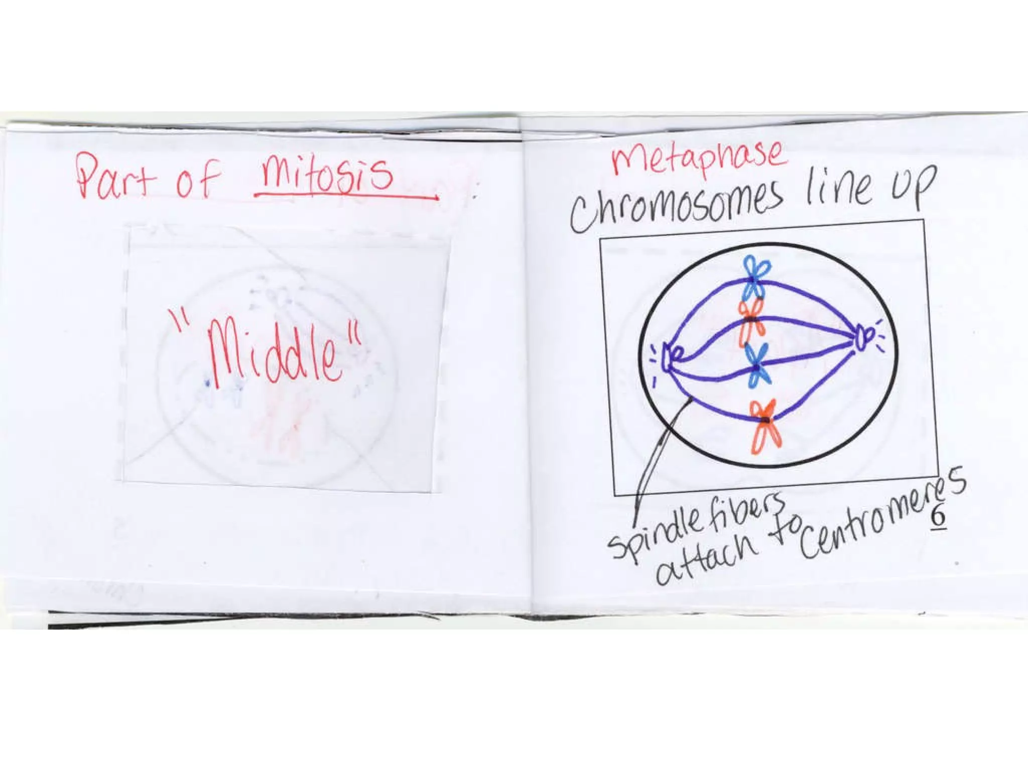 Cell Cycle And Microscope Notes | PPT