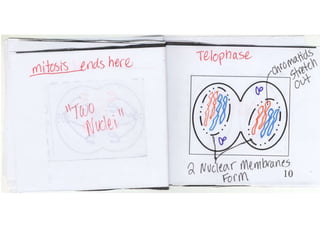 Cell Cycle And Microscope Notes | PPT