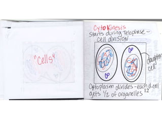 Cell Cycle And Microscope Notes | PPT
