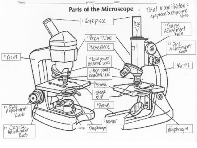 Cell Cycle And Microscope Notes | PPT