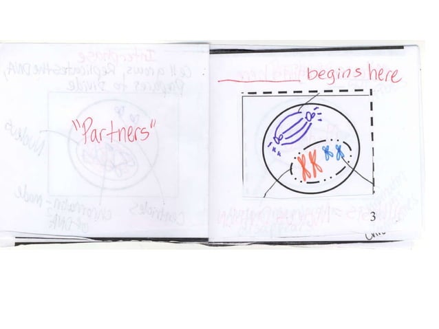 Cell Cycle And Microscope Notes | PPT