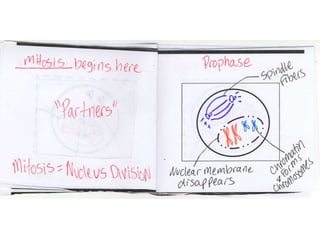 Cell Cycle And Microscope Notes | PPT