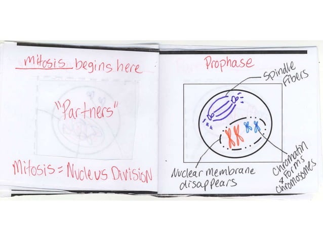 Cell Cycle And Microscope Notes | PPT