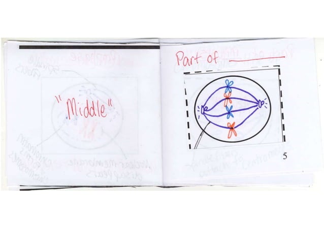 Cell Cycle And Microscope Notes | PPT