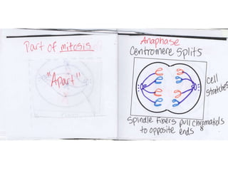 Cell Cycle And Microscope Notes | PPT