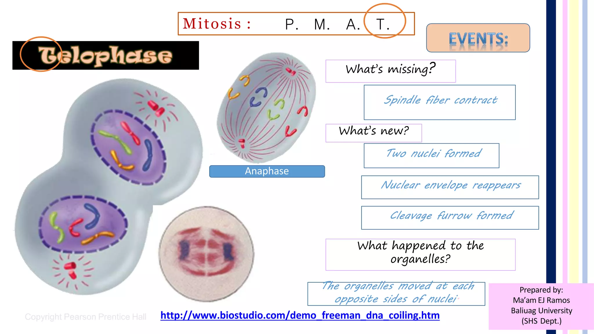 Cell Cycle and Mitosis-1.pptx