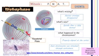 Cell Cycle and Mitosis-1.pptx