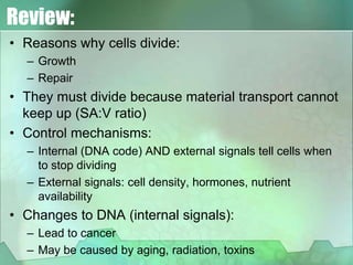 Cell cycle and mitosis | PPTX