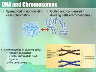 Cell cycle and mitosis | PPTX