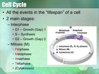 Cell cycle and mitosis | PPTX