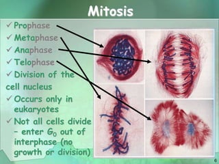 Cell cycle and mitosis | PPTX