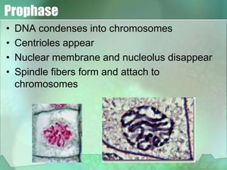 Cell cycle and mitosis | PPTX