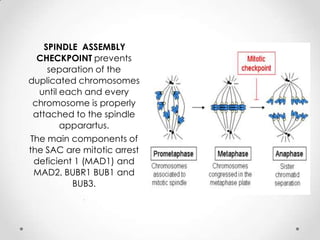 Cell cycle and mitosis | PPT