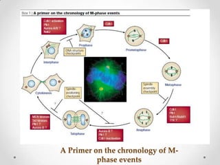 Cell cycle and mitosis | PPT