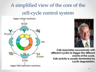 Cell cycle and mitosis | PPTX | Biological Sciences | Science
