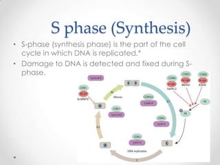 Cell cycle and mitosis | PPTX | Biological Sciences | Science