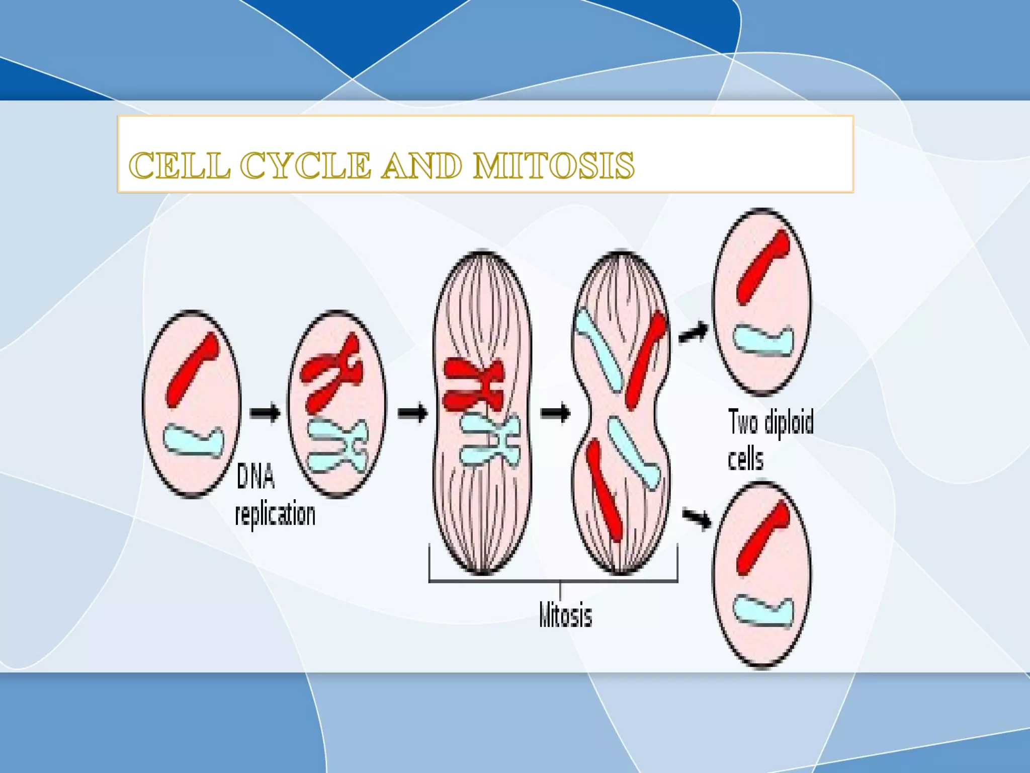 Cell cycle and mitosis | PPT