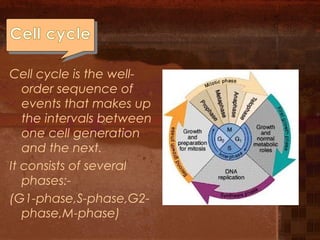 Cell cycle and mitosis | PPT