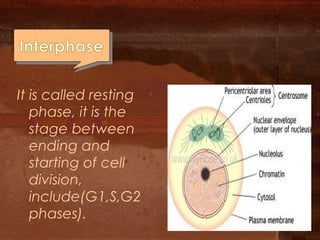 Cell cycle and mitosis | PPT
